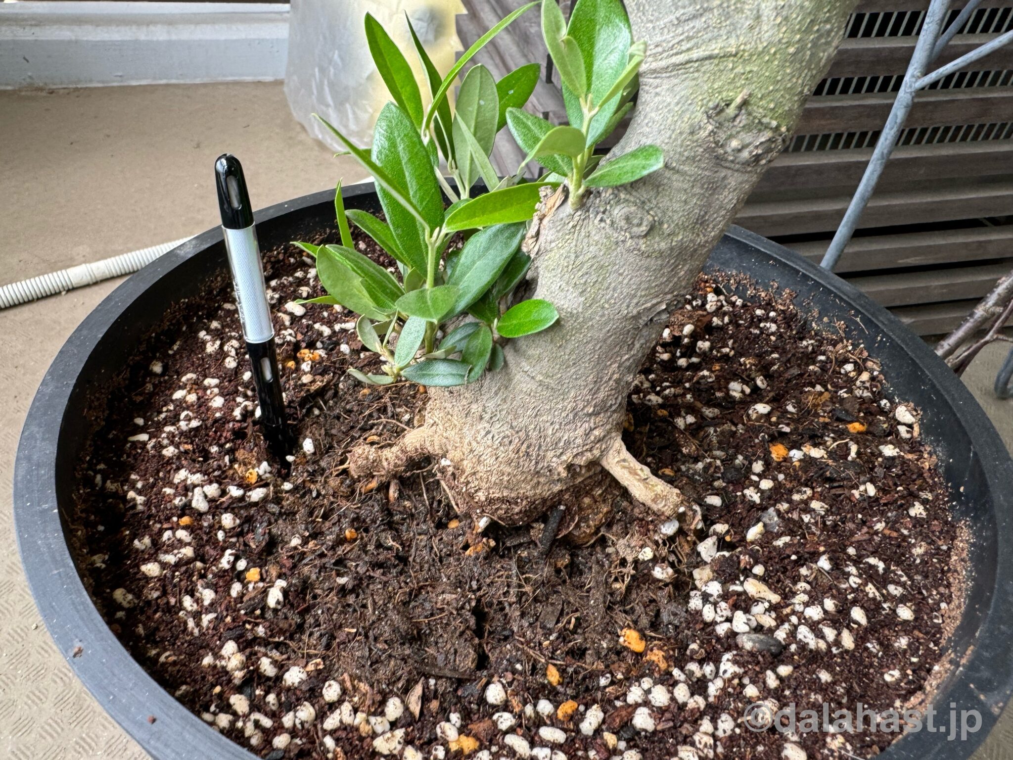 【Sustee サスティーレビュー】土壌の水分レベルを一目で把握できるオシャレな水やりチェッカー | dalahast.jp 週末限定ビストロ ...