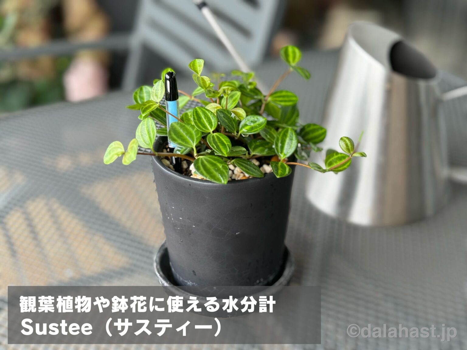 【Sustee サスティーレビュー】土壌の水分レベルを一目で把握できるオシャレな水やりチェッカー | dalahast.jp 週末限定ビストロ ...